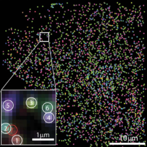 RNA Imaging with MERFISH - Probe Construction
