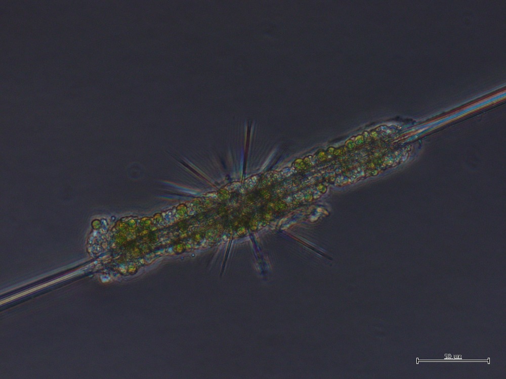 Single-cell RNA extraction and cDNA library preparation from ...