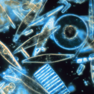 Environmental DNA (eDNA) extraction using Qiagen DNeasy Blood and ...