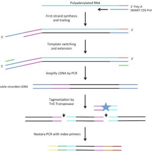 Smart-seq2 single-cell RNA-Seq modified method