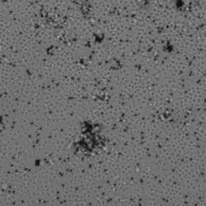 Human Primary T Cells: A Practical Guide