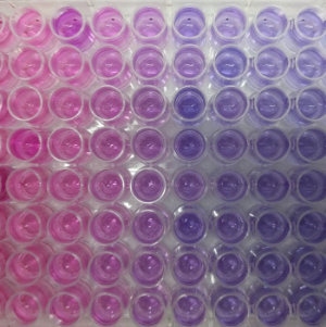 Resazurin viability assay for human primary T cells in 96-well format