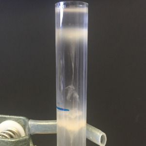 Electroporation of the protist Cafeteria roenbergensis cells using the ...